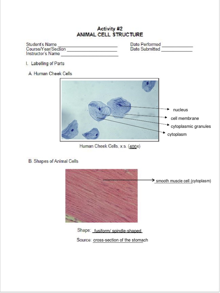 Act 2 | PDF | Cell (Biology) | Cell Nucleus