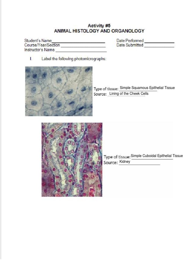 An Illustrated Guide to Epithelial Tissues, Connective Tissues, and ...