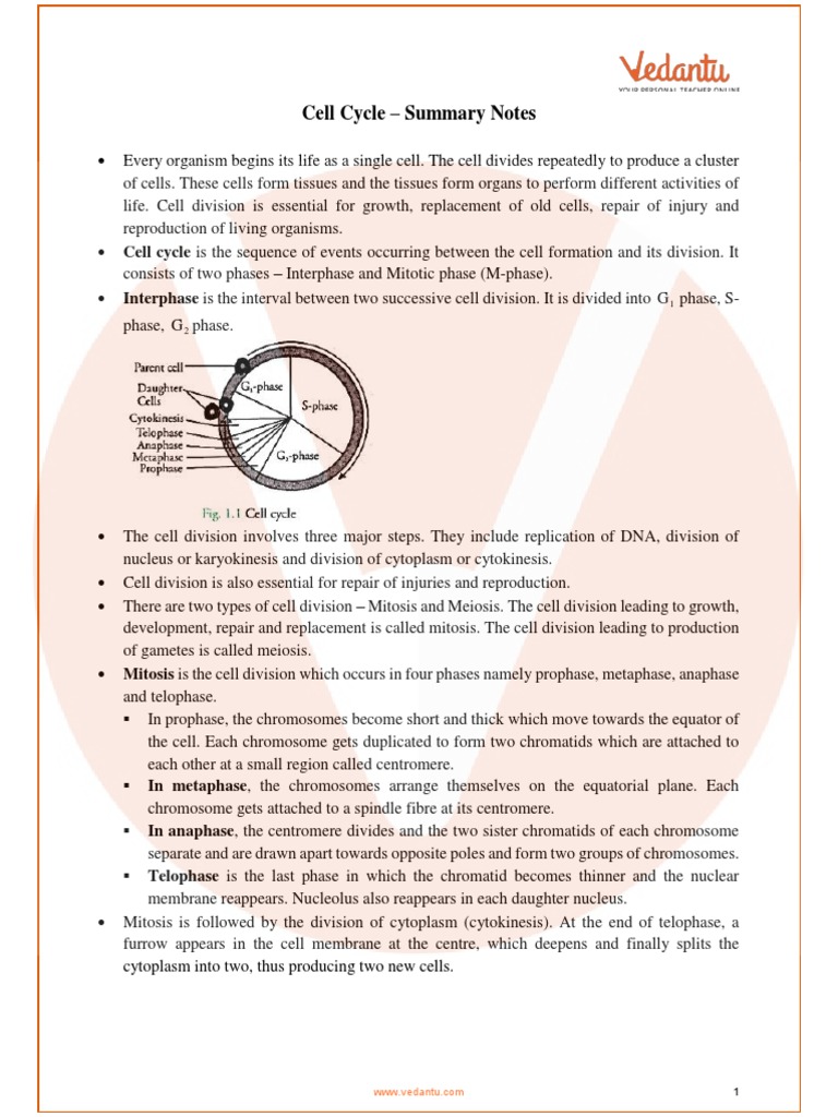Class 10 Biology Chapter 2 Revision Notes Genetics | PDF | Mitosis ...