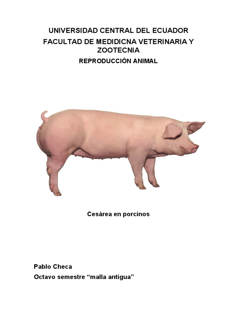 Cesarea de Cerdas | PDF | Parto | Vagina