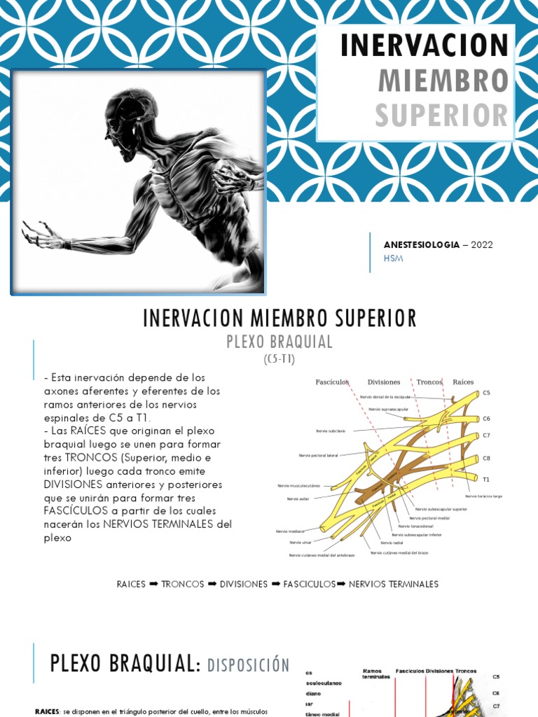 Inervacion MMSS | PDF | Extremidades (anatomía) | Sistema ...