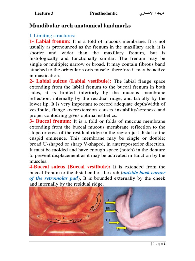 Mandibular Arch Anatomical Landmarks: I. Limiting Structures | PDF ...