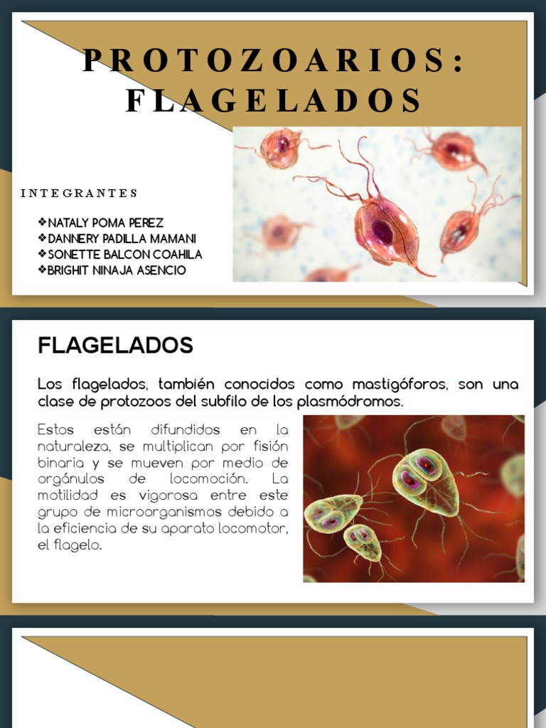 Protozoarios - Flagelados | PDF | Protozoos | Nutrición