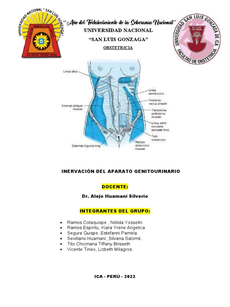 ANATOMÍA GENITOU LL | PDF | Abdomen | Riñón