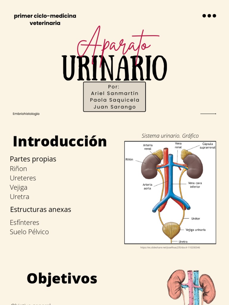 Histologia Del Aparato Urinario | PDF | Riñón | Vejiga urinaria