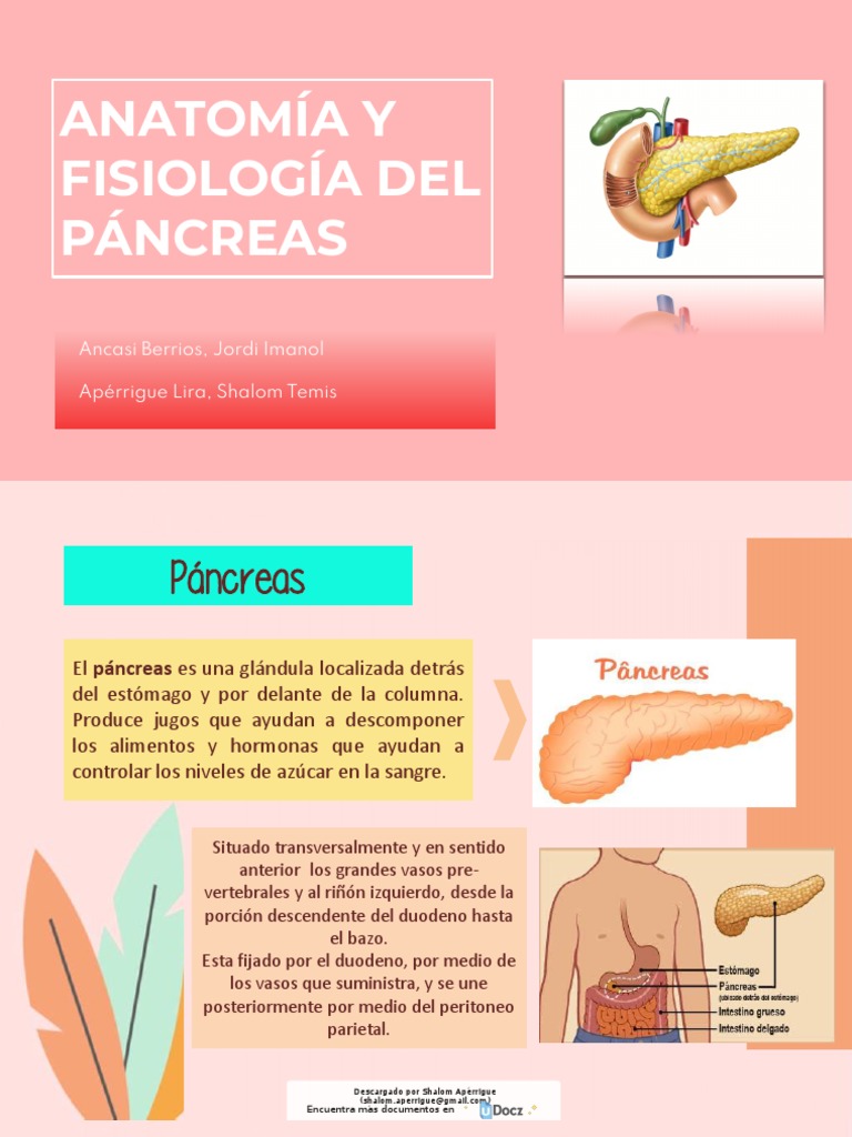 Anatomía y funciones del páncreas | PDF | Páncreas | Digestión