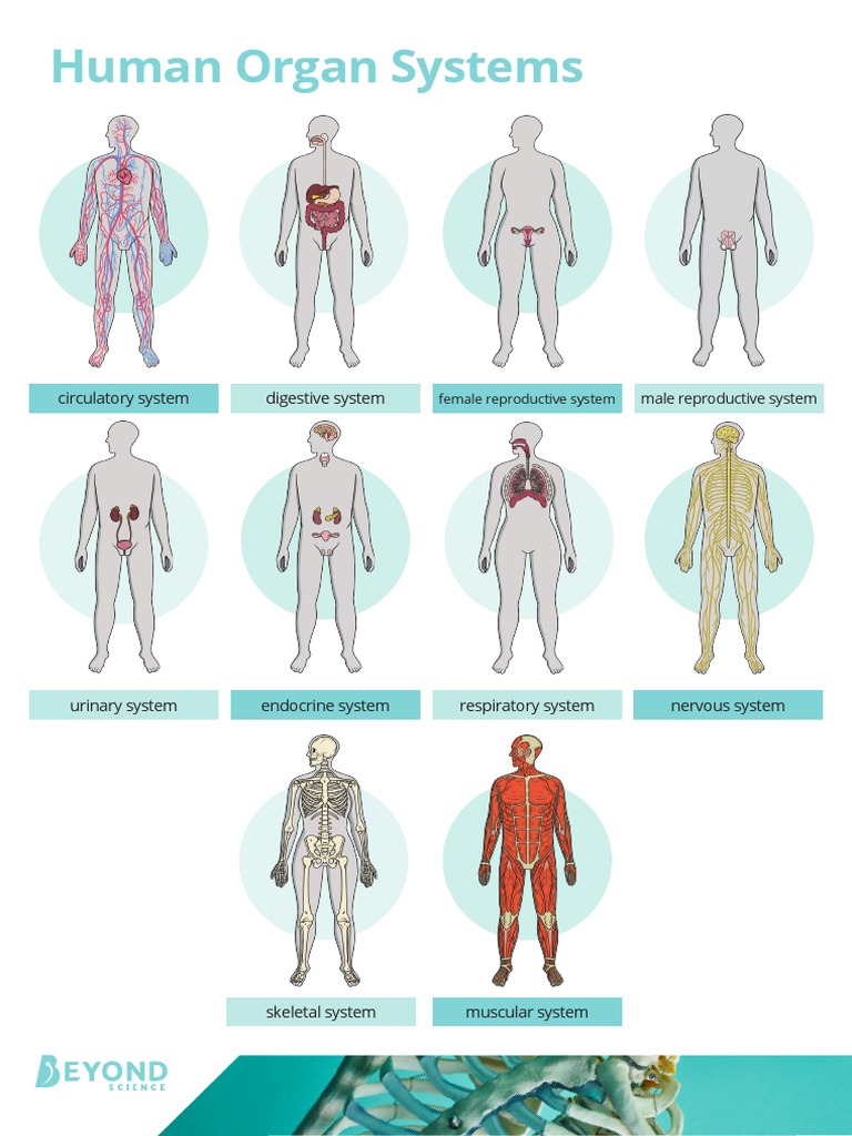 Human Organ Systems Poster Ver 5 | PDF | Wellness