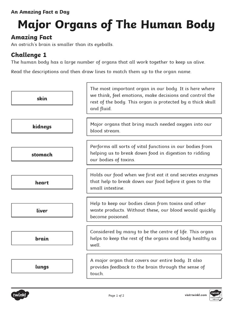 Organs of The Human Body Activity Sheet | PDF | Human Body | Blood
