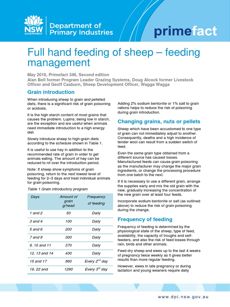 Full Hand Feeding of Sheep - Feeding Management: Grain Introduction ...