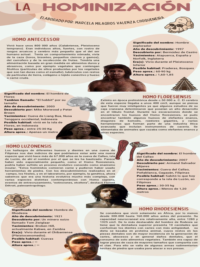 La Hominización Infografía | PDF | Homo | pleistoceno