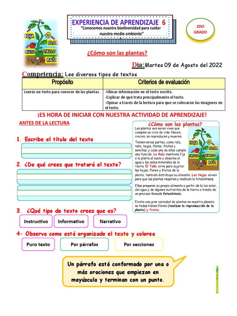 Conociendo las Plantas: Partes y Funciones | PDF | Plantas