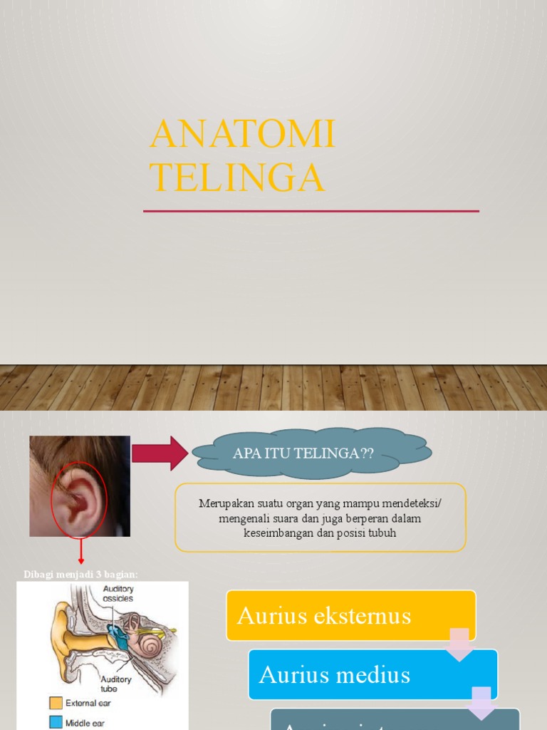 Anatomi Telinga | PDF