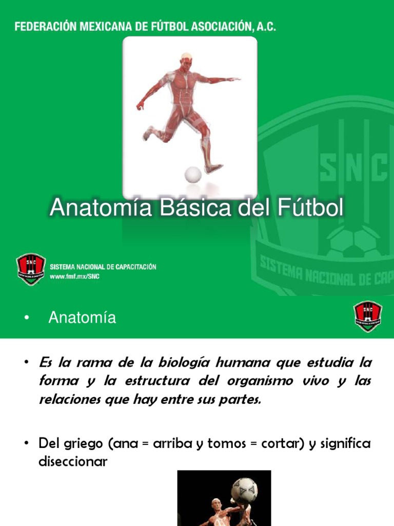 EXPOSICION Anatomía Básica Del Fútbol | PDF | Rodilla | Sistema ...