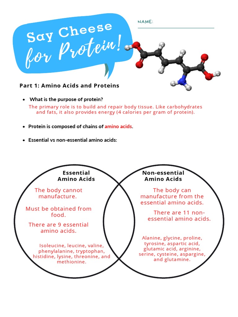 KEY_Say_Cheese_for_Protein_worksheet | PDF | Amino Acid | Cheesemaking