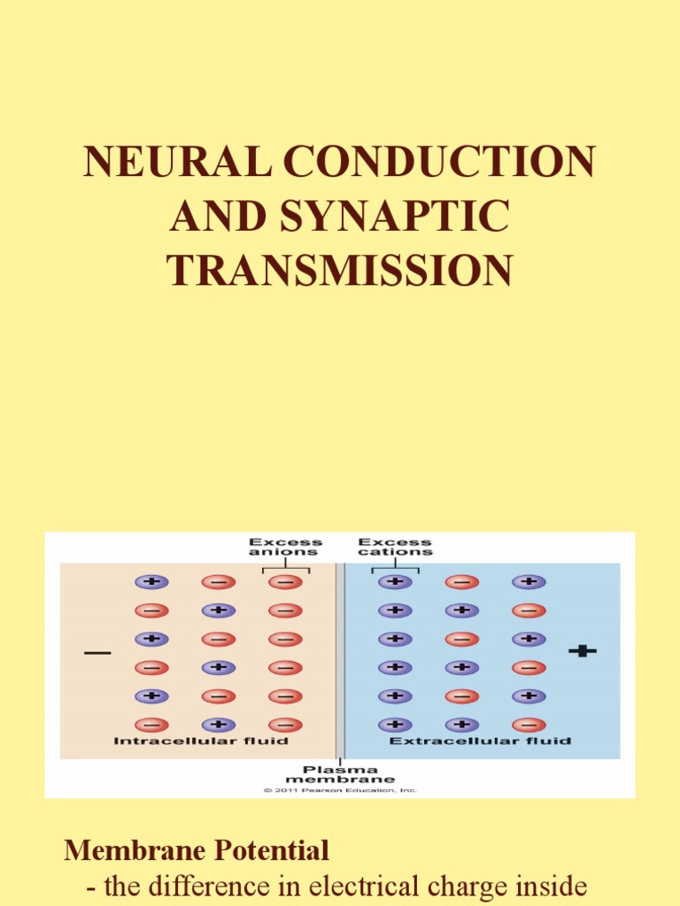 Neural Conduction and Synaptic Transmission | PDF | Chemical Synapse | Neurotransmitter