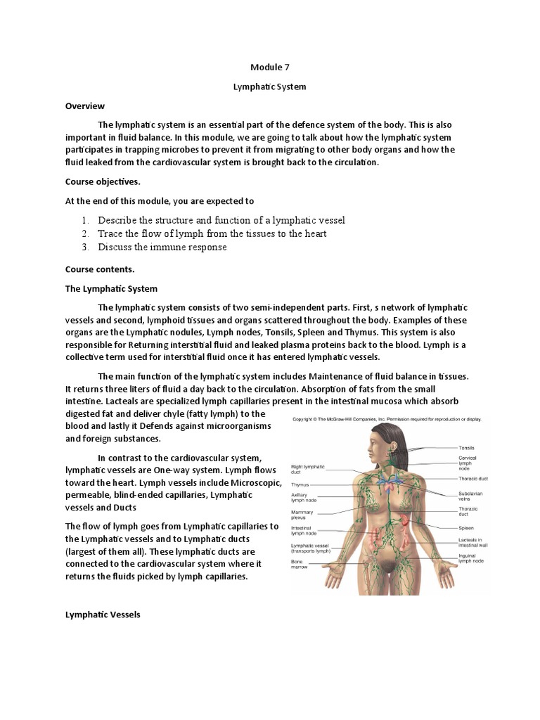 Module 7 Lymphatic System | PDF | Lymphatic System | Immune System