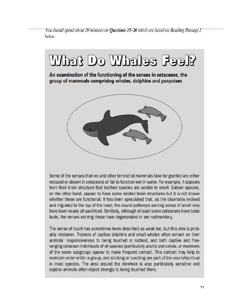 What Do Whales Feel | PDF