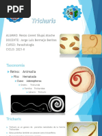 Trichuris Trichiura | PDF | Medicina | Epidemiología
