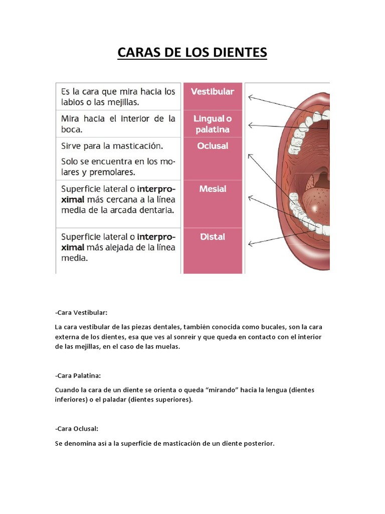 Caras de Los Dientes | PDF