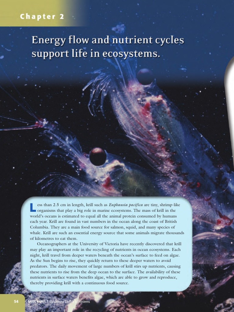 The Role of Krill in Ocean Ecosystem Nutrient Cycling | PDF | Food Web ...