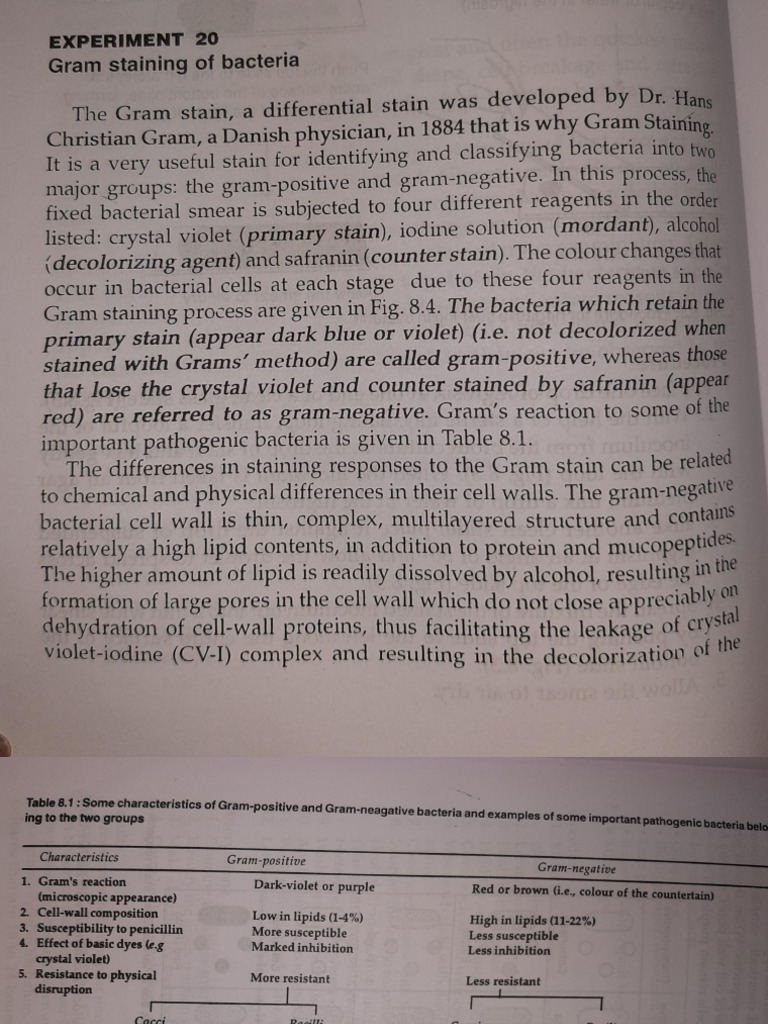 Gram Staining | PDF