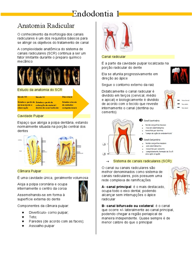 Anatomia Radicular | PDF | Áreas da odontologia | Anatomia dental