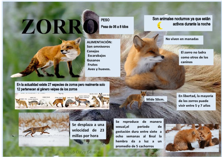Infografia Del Zorro | PDF