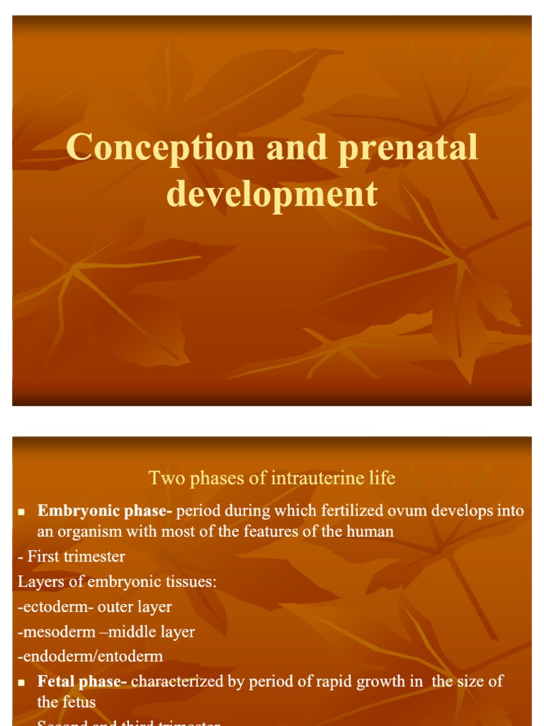 Prenatal Development Overview | PDF | Fetus | Placenta