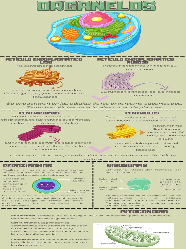 Green Brown Monstera Plant Fun Facts Data Infographic | Unduh gratis ...