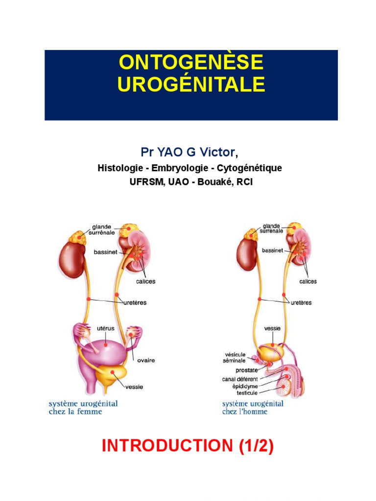 OntogenÃ Se UrogÃ© Nitale L2 2 022 | PDF | Rein | Système endocrinien
