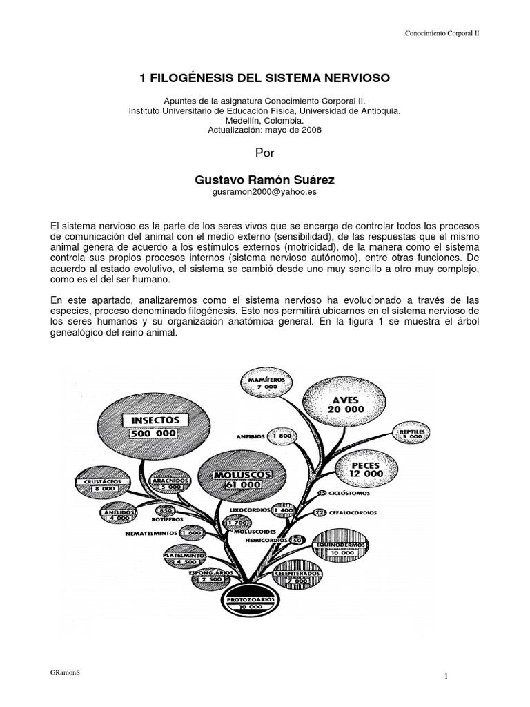 01 Filogenesis | PDF | Sistema nervioso | Sistema nervioso central