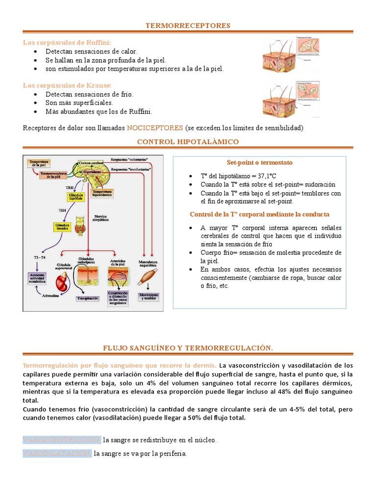 2.-Fisio Termorreceptores 2 | PDF | Termorregulación | Órgano (anatomía)