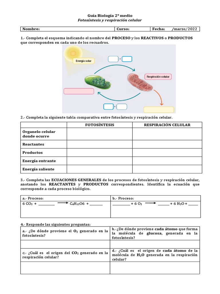 Hoja De Trabajo Sobre La Respiración Celular Y La Fotosíntesis