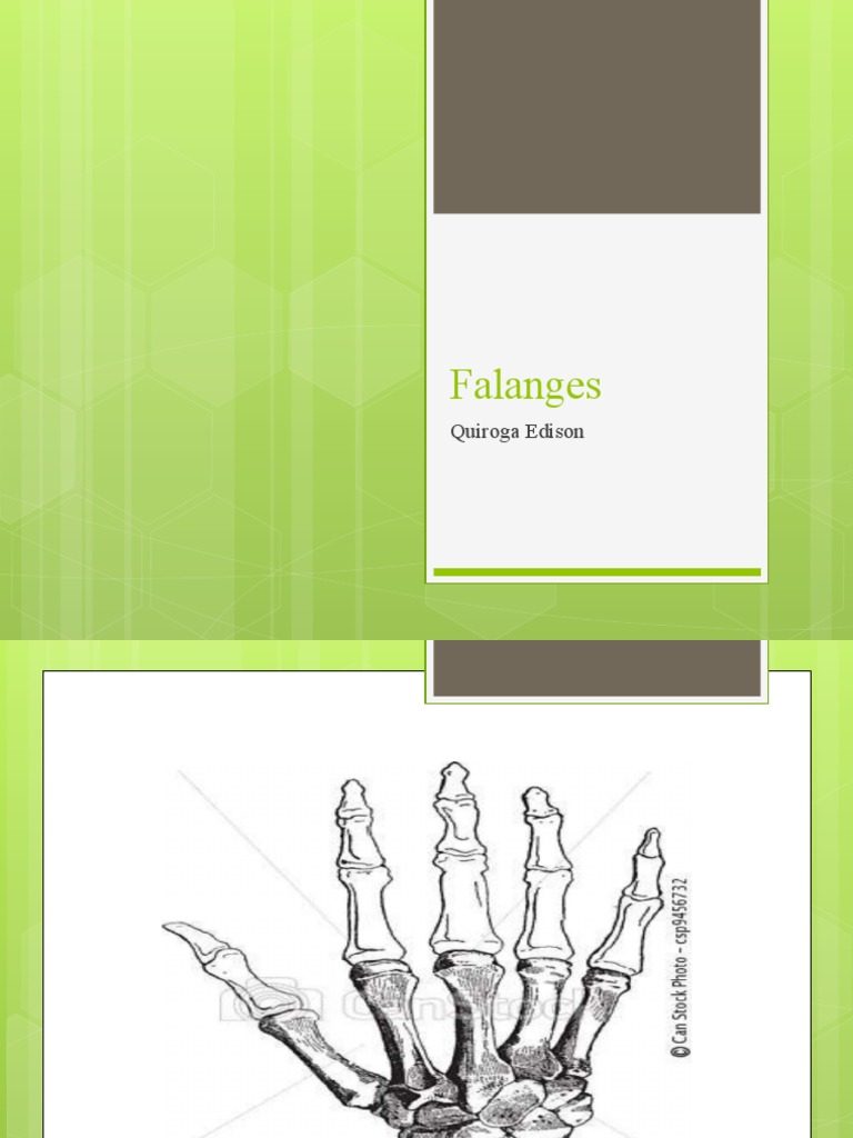 Falanges | PDF