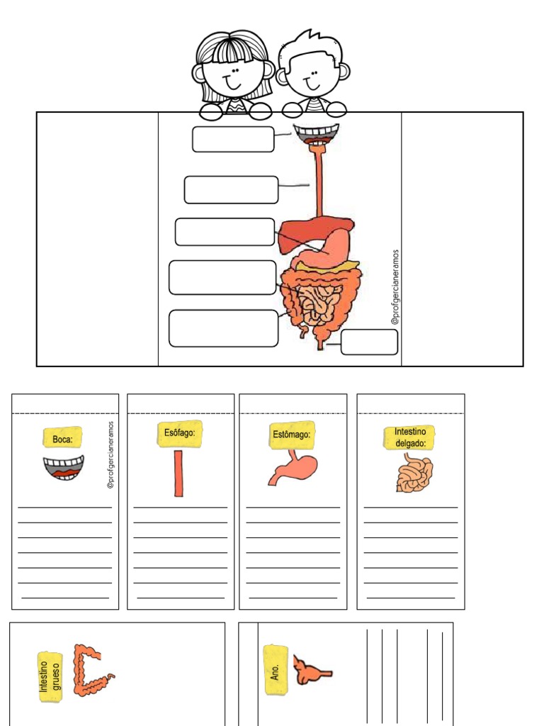 LAPBOOK Sistema Digestivo | PDF | Relaciones personales, crianza y ...
