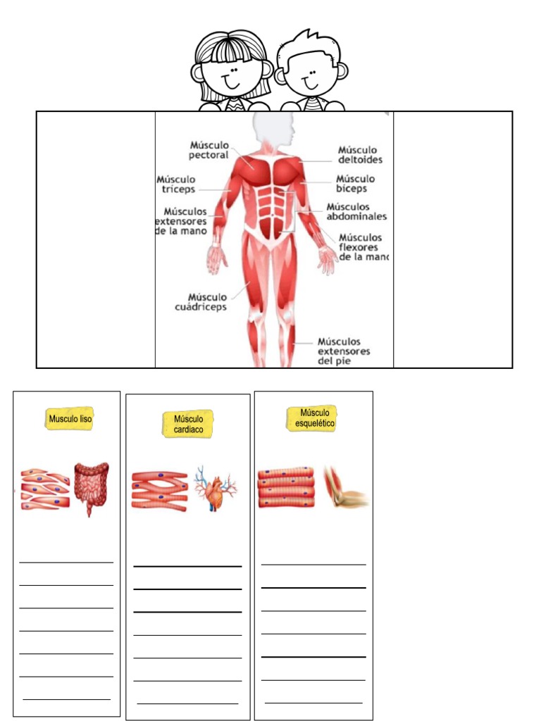LAPBOOK Sistema Muscular | PDF