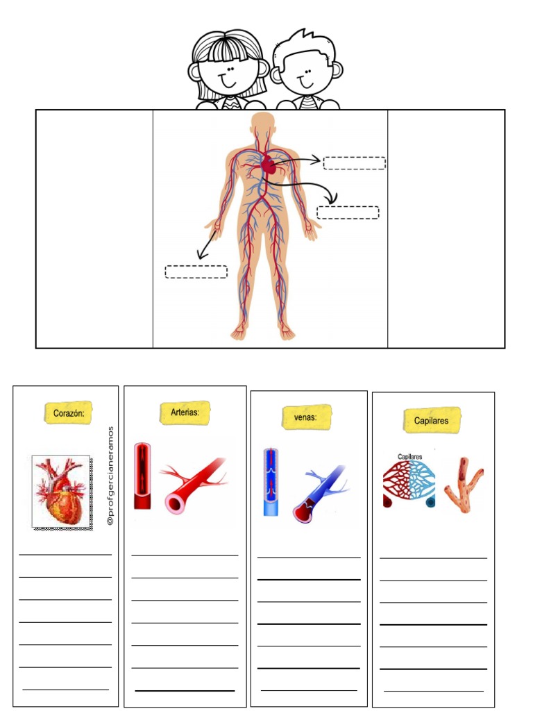 LAPBOOK Sistema Circulatorio | PDF