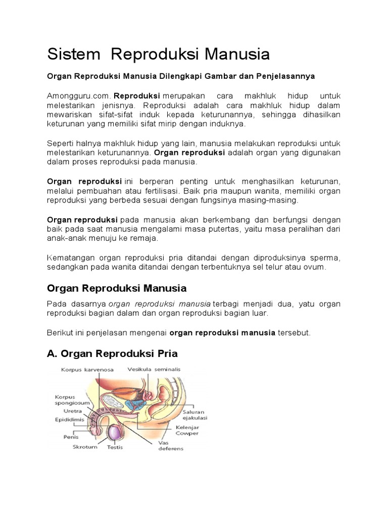 Sistem Reproduksi Manusia (Gambar Dan Penjelasan Lengkap) | PDF