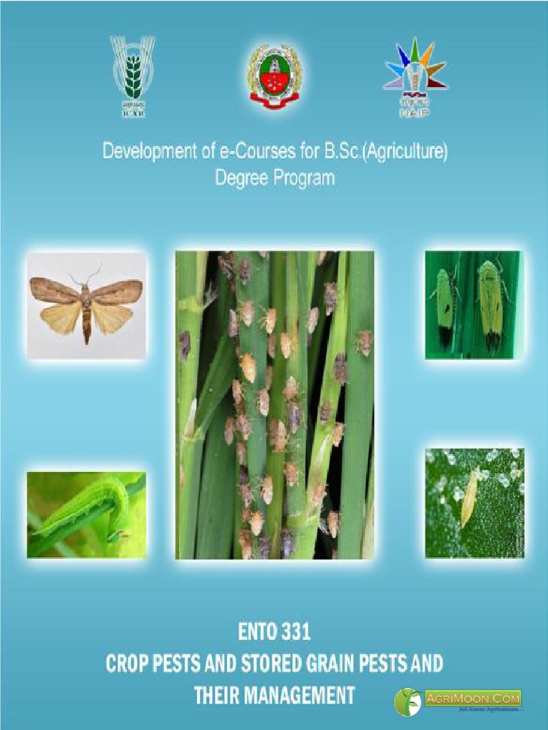 Crop Pests and Stored Grain Pests and Their Management | PDF | Rice | Pupa