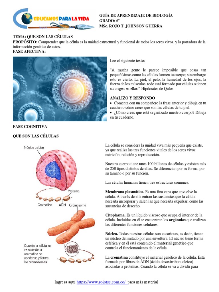 Introducción a las Células para Sexto Grado | PDF | Biología Celular) | Adn