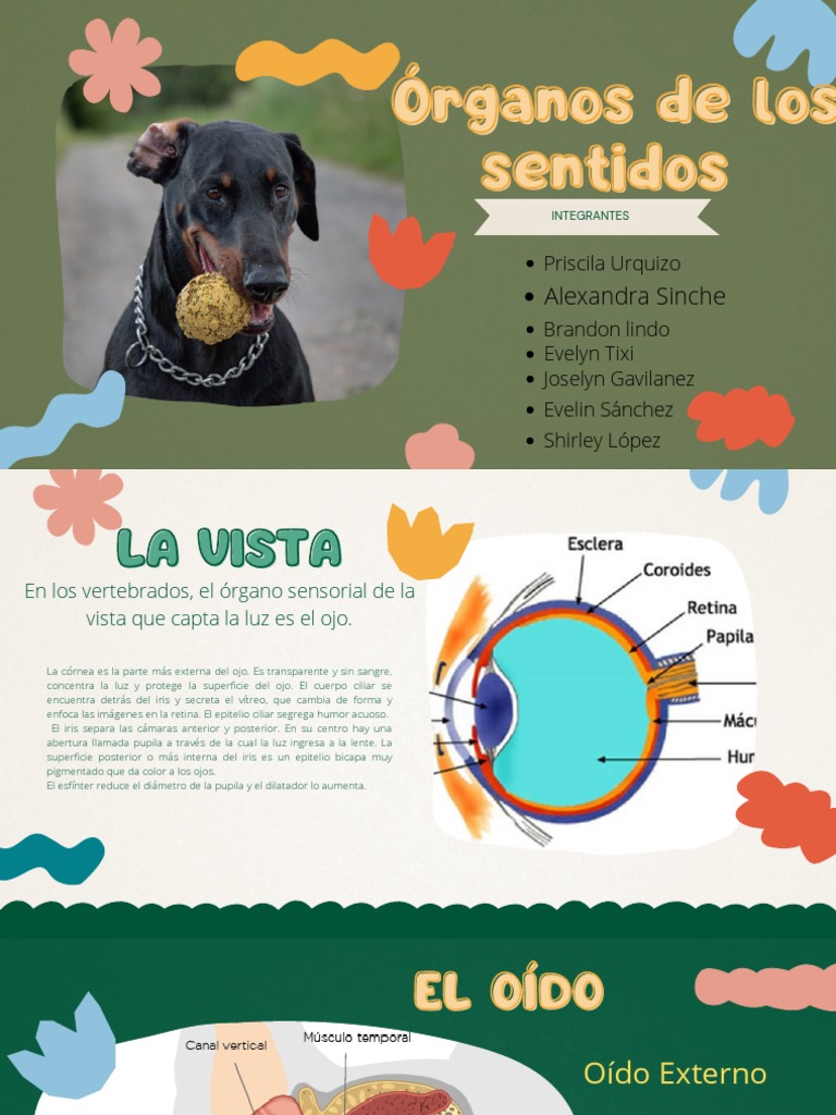 Órganos de los sentidos | PDF | Gusto | Ojo humano