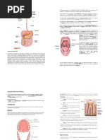 Digestión: Bolo, Quimo y Quilo | PDF | Digestión | Tracto gastrointestinal