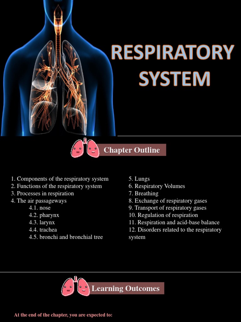 Chapter 13 - Respiratory System | PDF | Respiratory Tract | Lung