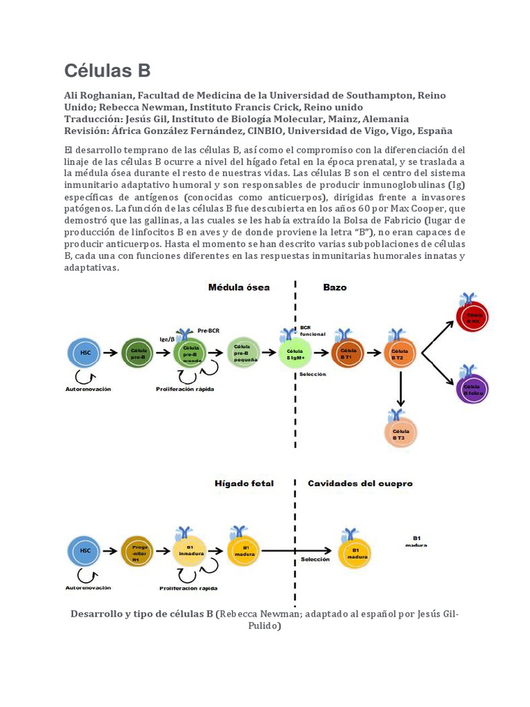 Células B Pdf Célula B Anticuerpo