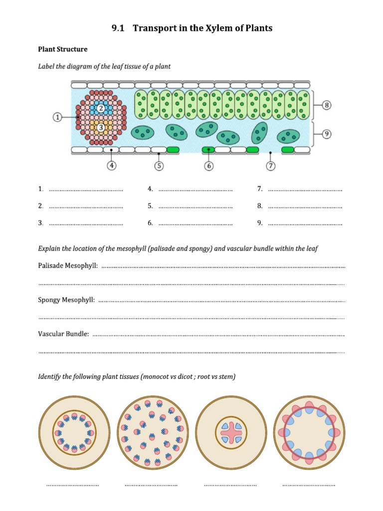 Plant Structure | PDF