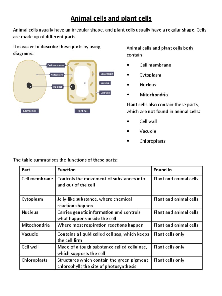 Animal Cells and Plant Cells | PDF | Cell (Biology) | Plants