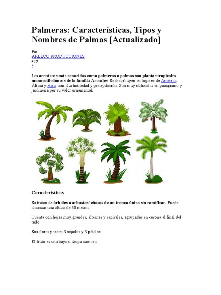 Palmeras: Características, Tipos y Nombres de Palmas (Actualizado ...