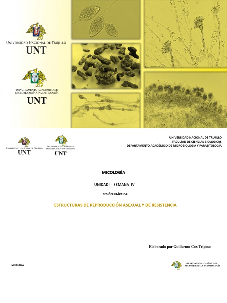 Uip7 - Estructuras de Reproducción Asexual y de Resistencia | PDF ...