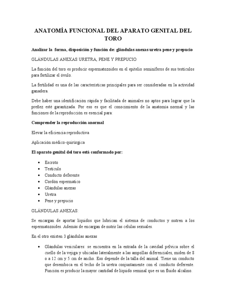 Anatomía del Aparato Genital del Toro | PDF | Sistema reproductivo | Pelvis