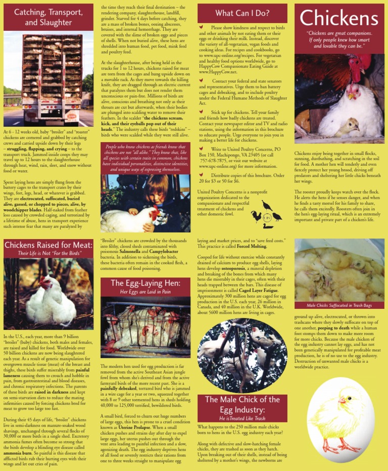 Chickens | PDF | Chicken | Broiler